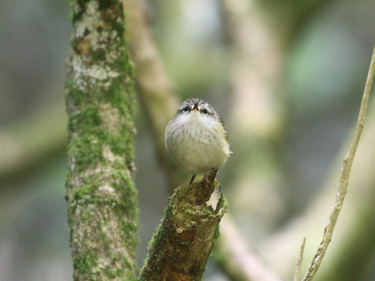 Fluffy green pingpong balls: 5 facts you should know about titipounamu ...