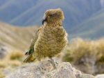 Brainy, beautiful and beloved: so why are our kea disappearing ...
