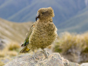 Brainy, beautiful and beloved: so why are our kea disappearing ...
