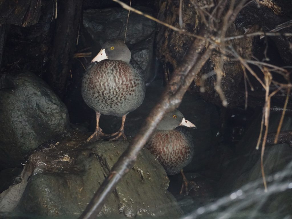Getting to know our plucky duck: 5 facts about whio - Predator Free NZ ...