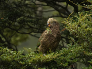 Brainy, beautiful and beloved: so why are kea disappearing? - Predator ...
