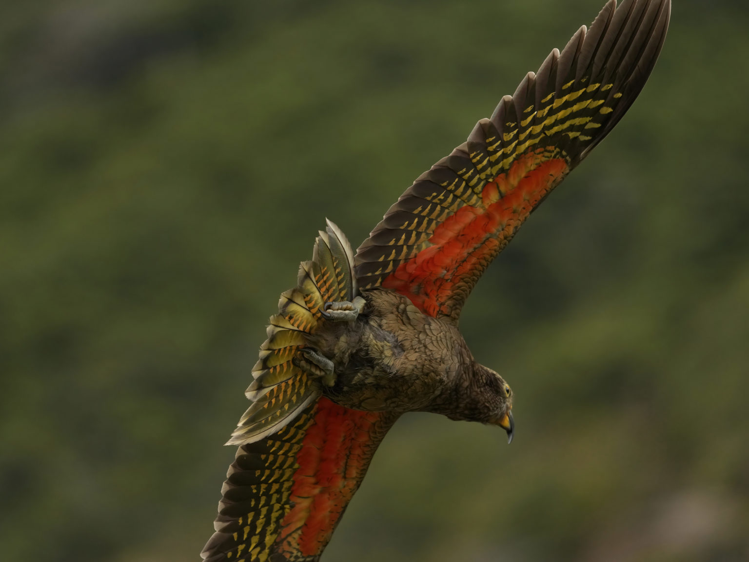 Brainy, beautiful and beloved: so why are our kea disappearing ...