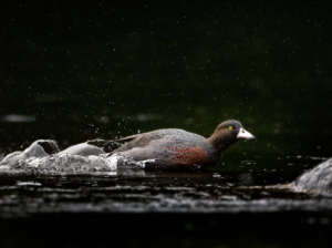 Getting to know our plucky duck: 5 facts about whio - Predator Free NZ ...