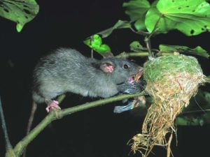 Oh, rats! 5 rodent facts that will shock you - Predator Free NZ Trust