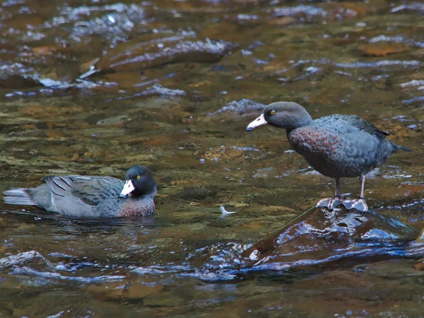Unusual offices: A glimpse at the life of a Taupō predator free ...
