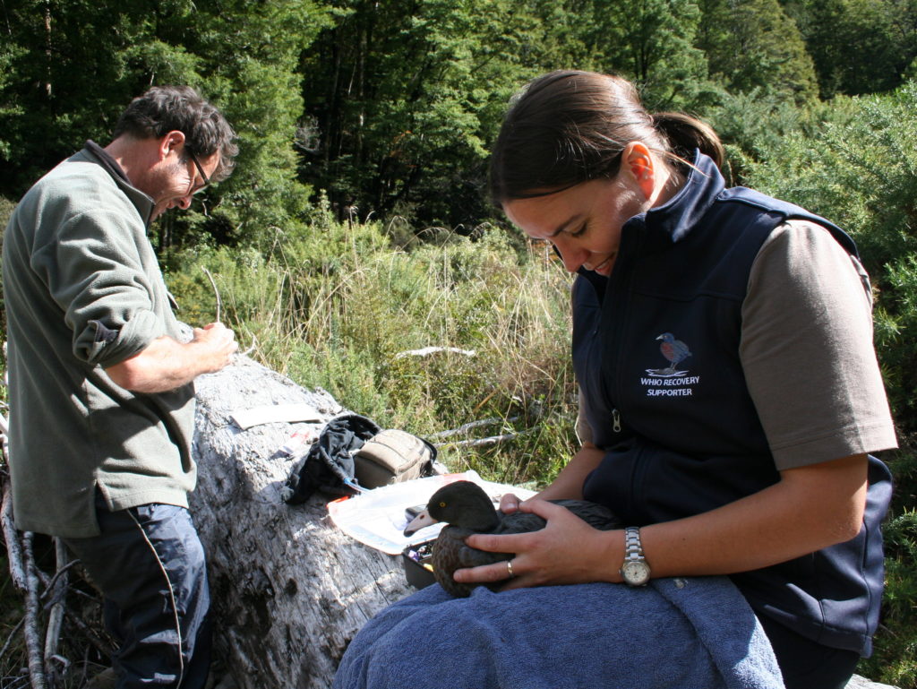 Combined control contains the key to whio population growth - Predator ...