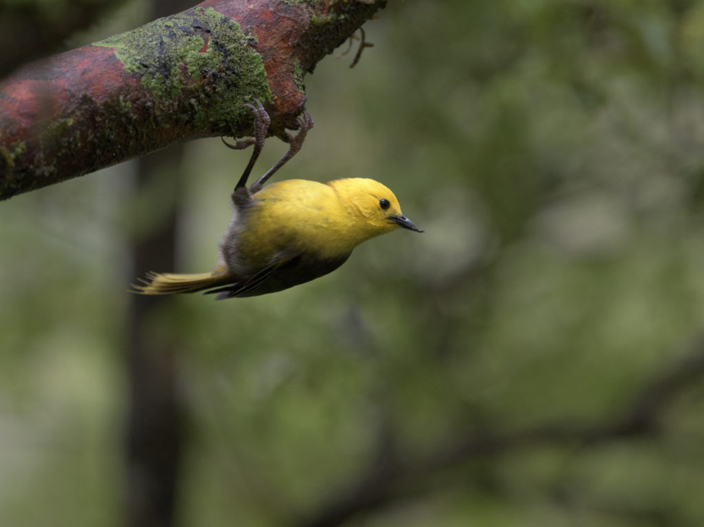 Where have all the custard-heads gone? 5 facts on our rare mohua ...
