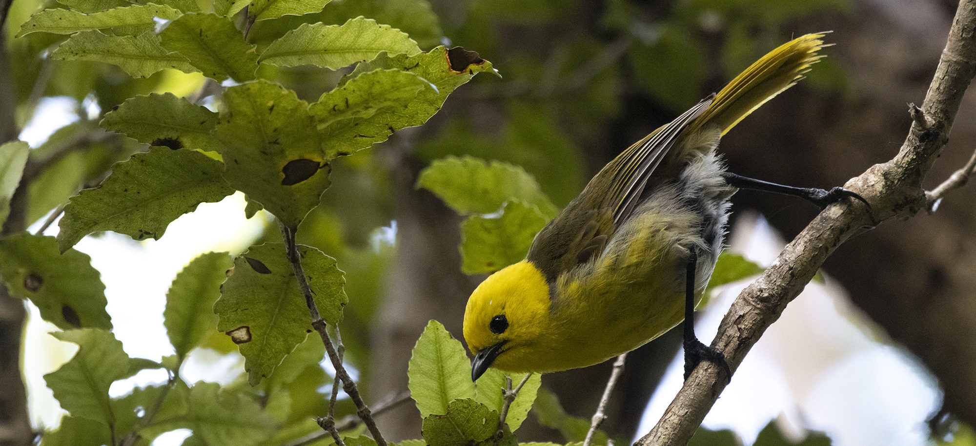 Where have all the custard-heads gone? 5 facts on our rare mohua ...