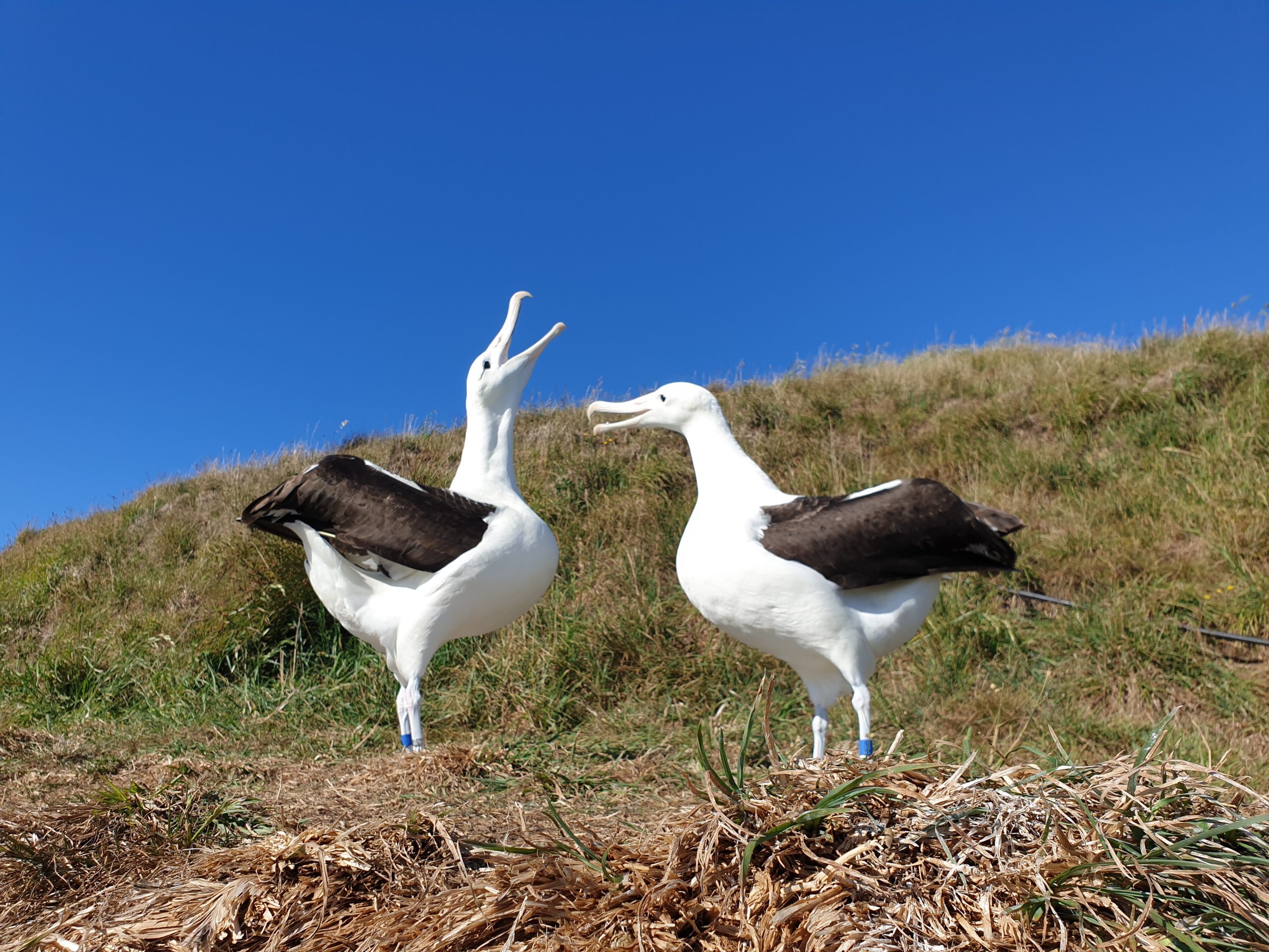 Lance Richdale - first protector of albatross at Taiaroa Head ...