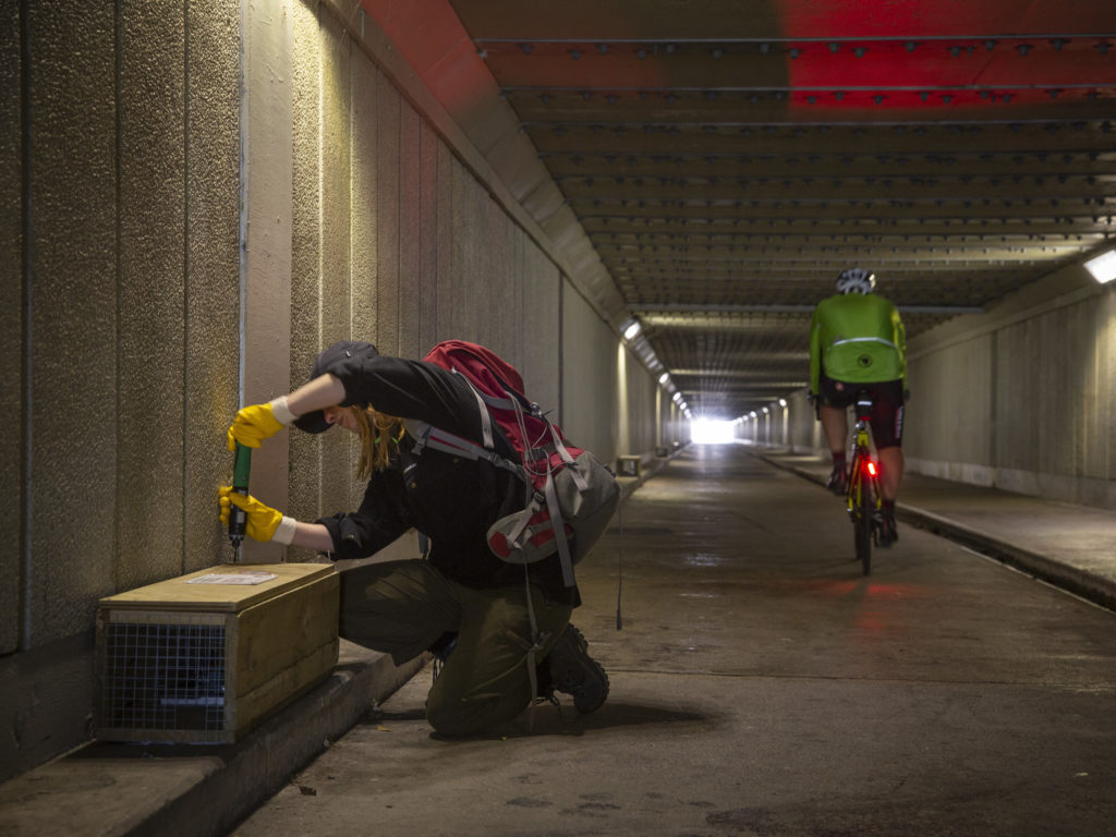 Sinking ship rats on the Miramar Peninsula - Predator Free NZ Trust