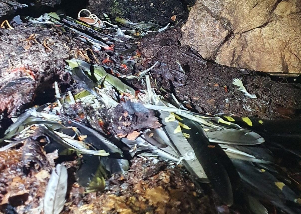 Flying at half-mast: connecting kea decline to mast years - Predator ...