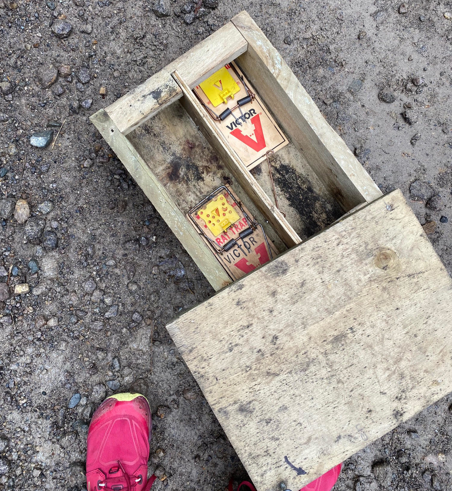 Looking after your traps - Predator Free NZ Trust