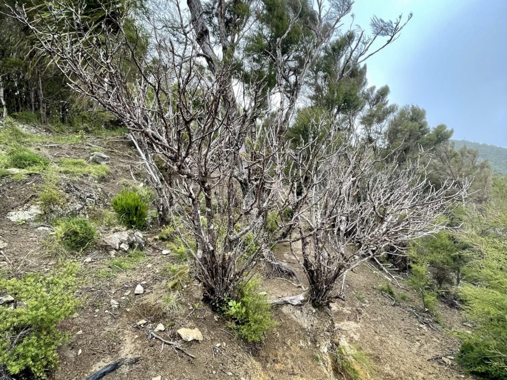 Putting down roots - Predator Free NZ Trust