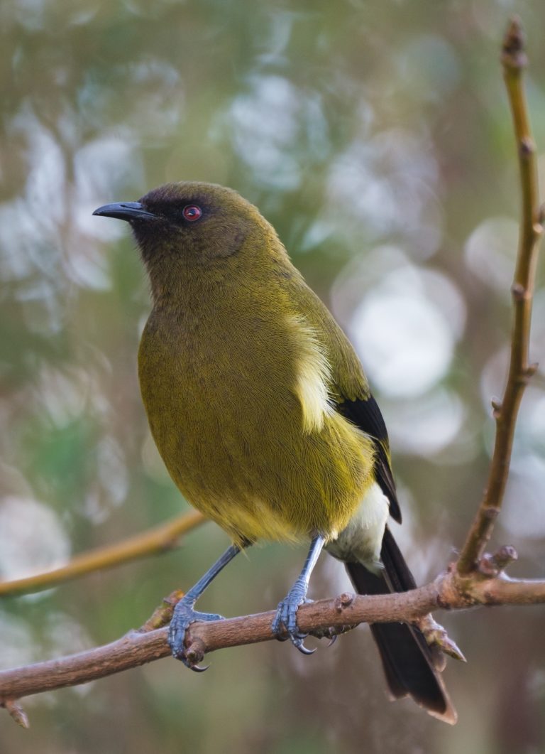 Garden of Holly: from weeds to wild wonderland - Predator Free NZ Trust
