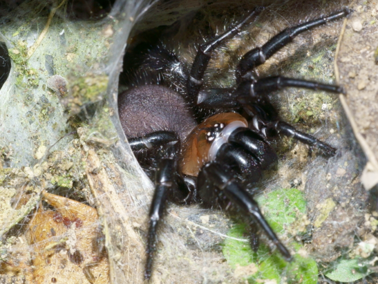 Not creepy, just crawly: spiders are cooler than you think - Predator ...