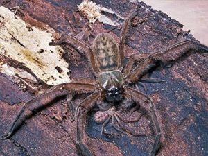 Not creepy, just crawly: spiders are cooler than you think - Predator ...