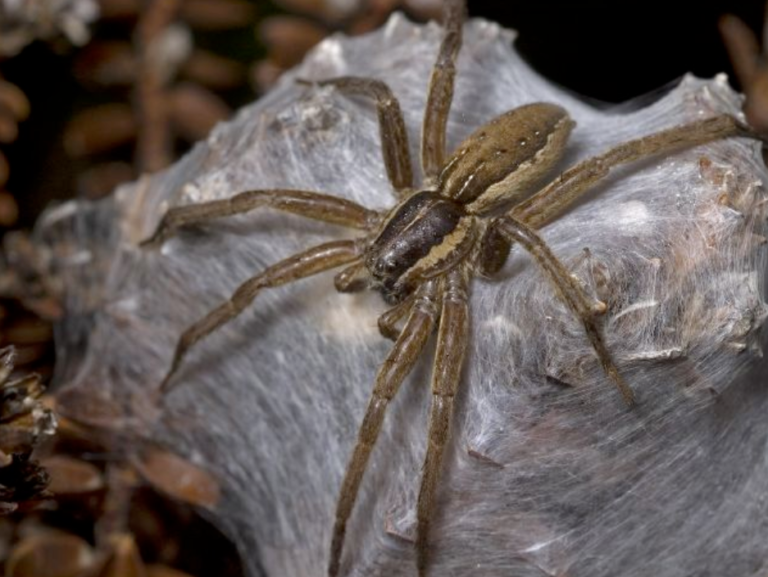 Not creepy, just crawly: spiders are cooler than you think - Predator ...