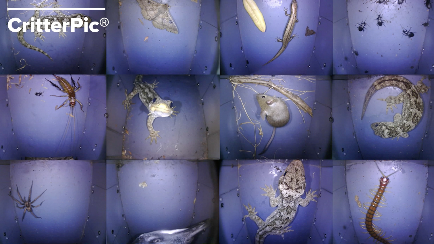 Emerging technologies for predator control and what to do about feral ...