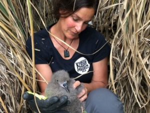 Protecting fluffballs: what it takes to save nesting ōi - Predator Free ...