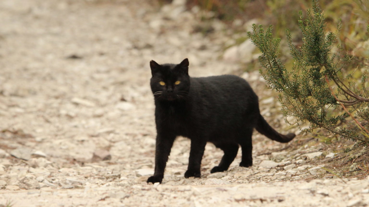 Cat catastrophe: The final frontier - managing feral cats - Predator ...