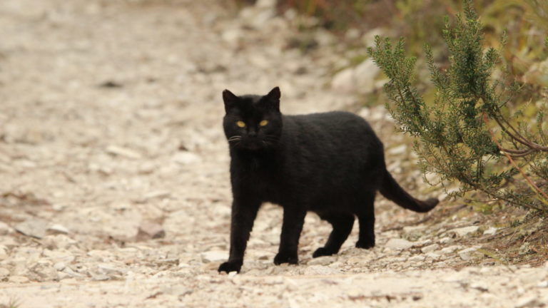 Cat catastrophe: The final frontier - managing feral cats - Predator ...