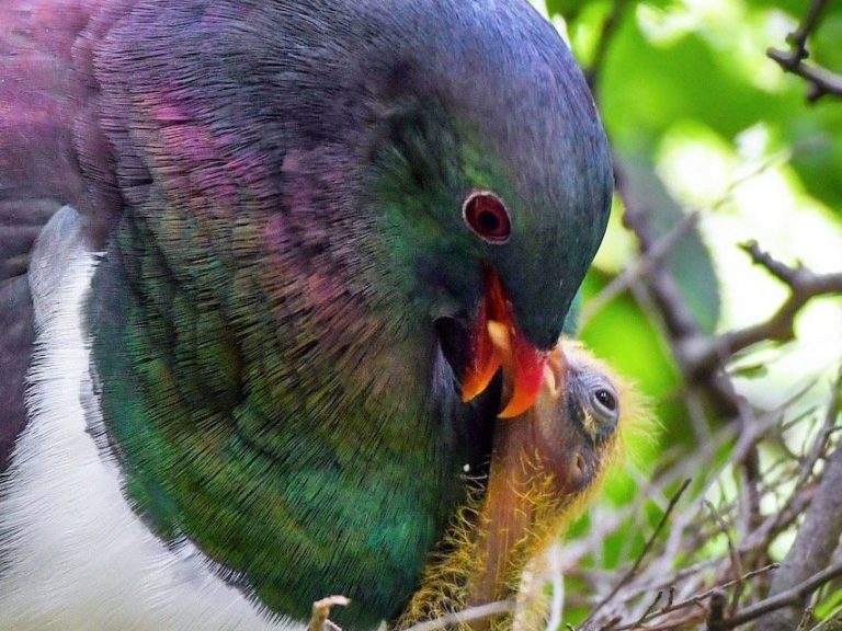 Fat and fabulous: 5 kererū facts - Predator Free NZ Trust