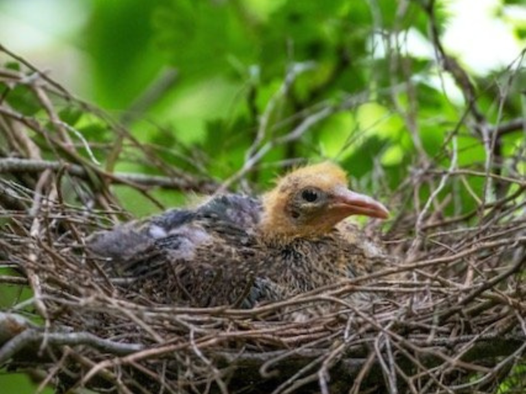 One lucky chick: the diary of a kererū - Predator Free NZ Trust