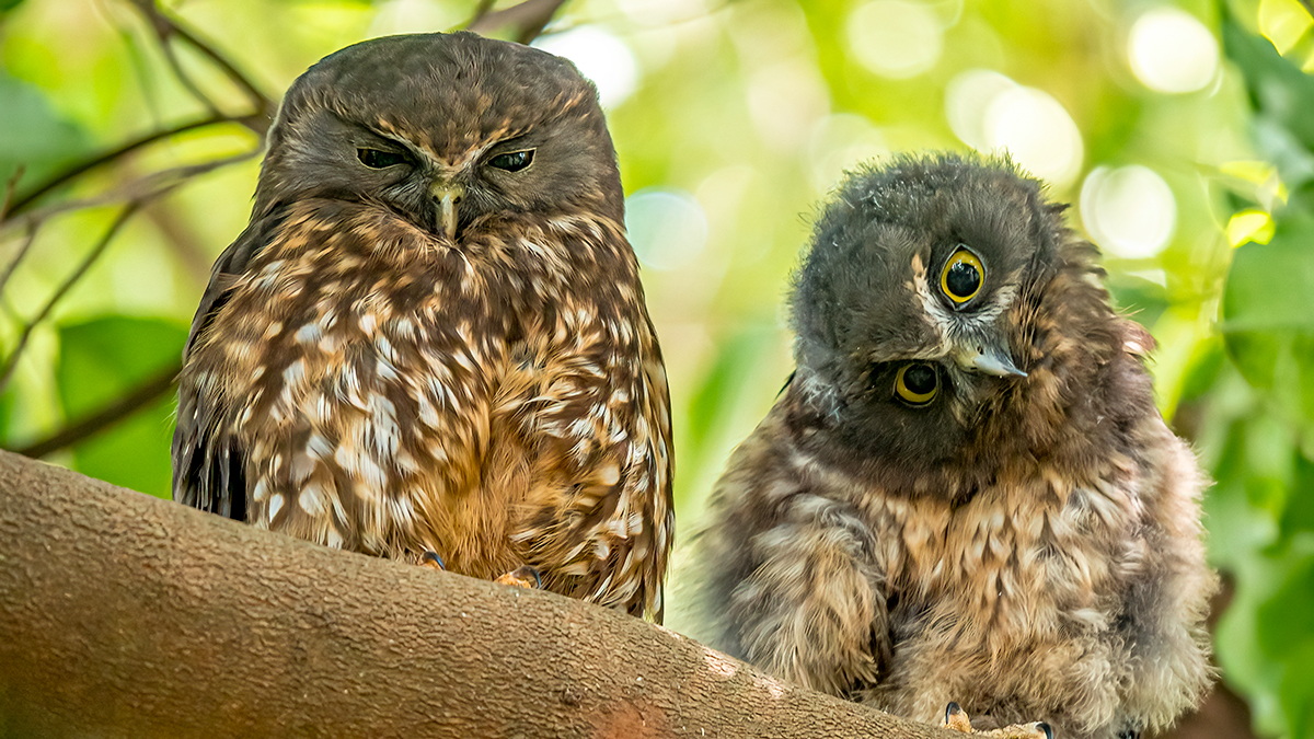 Top backyard wildlife encounters of 2022 - Predator Free NZ Trust