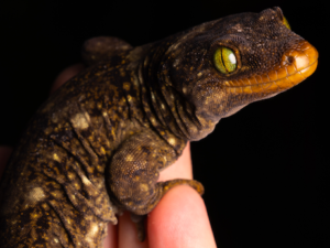 The reptile files: your guide to identifying reptiles and amphibians in ...