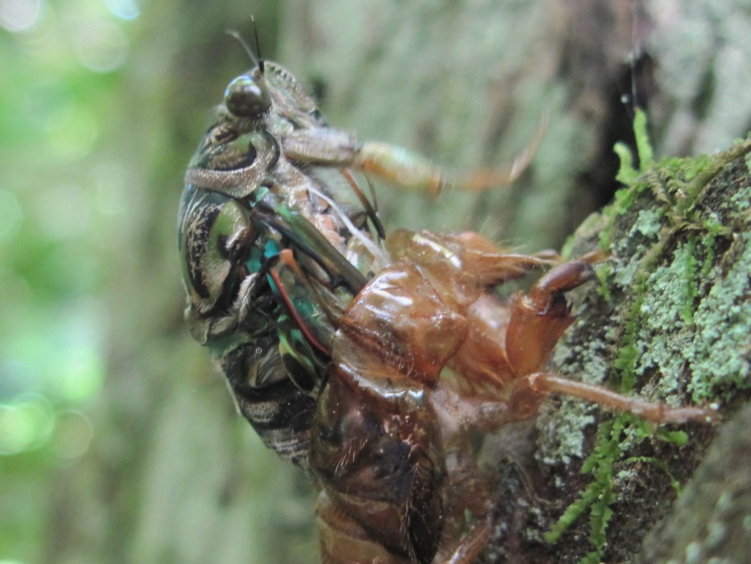 Love songs of summer: 5 cool cicada facts - Predator Free NZ Trust