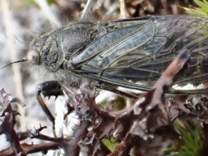 Love songs of summer: 5 cool cicada facts - Predator Free NZ Trust