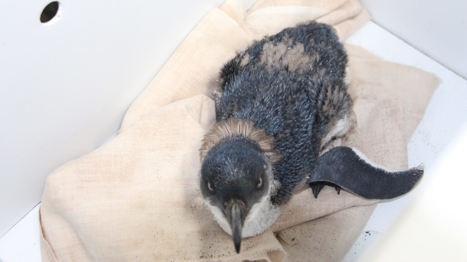 Naked & Afraid: help birds during moulting season - Predator Free NZ Trust