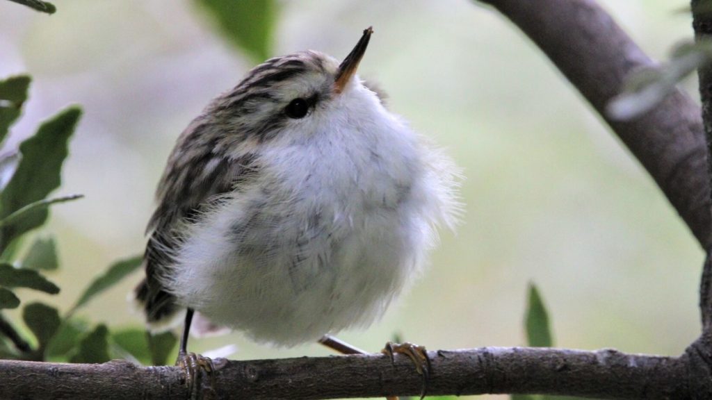 As native birds flee to high ground to escape predators, will they have ...