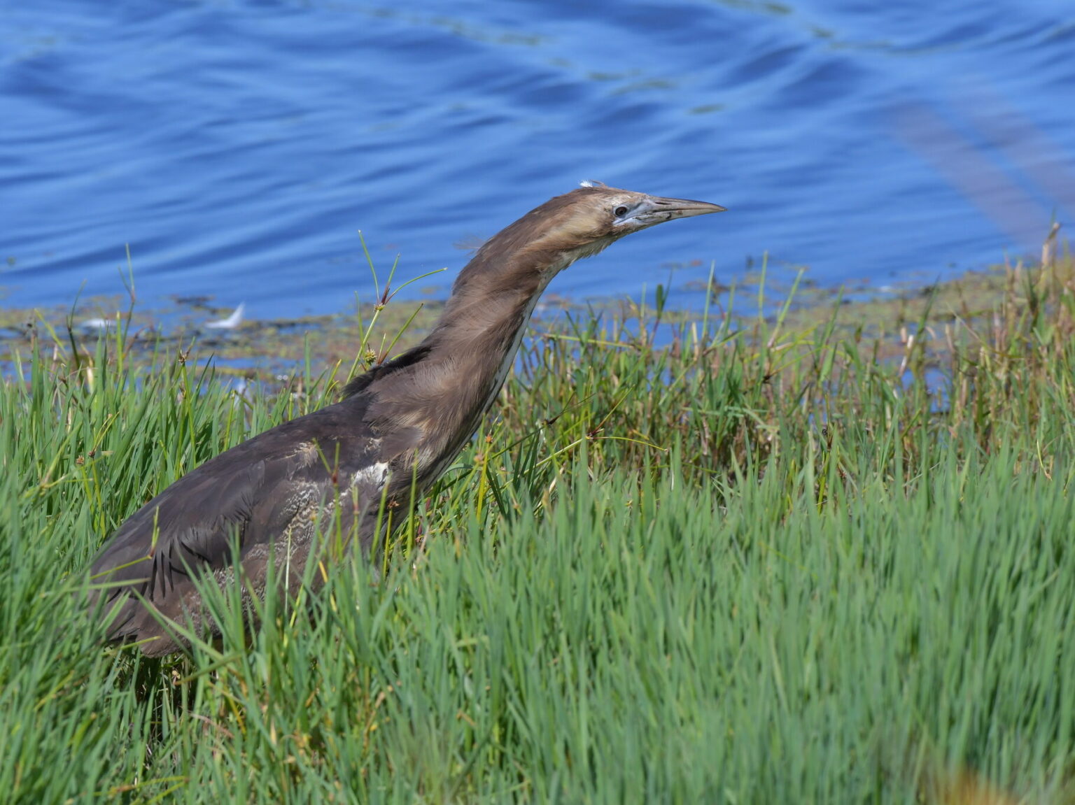 What if there were giant sponges that could mop up carbon, floods, and ...