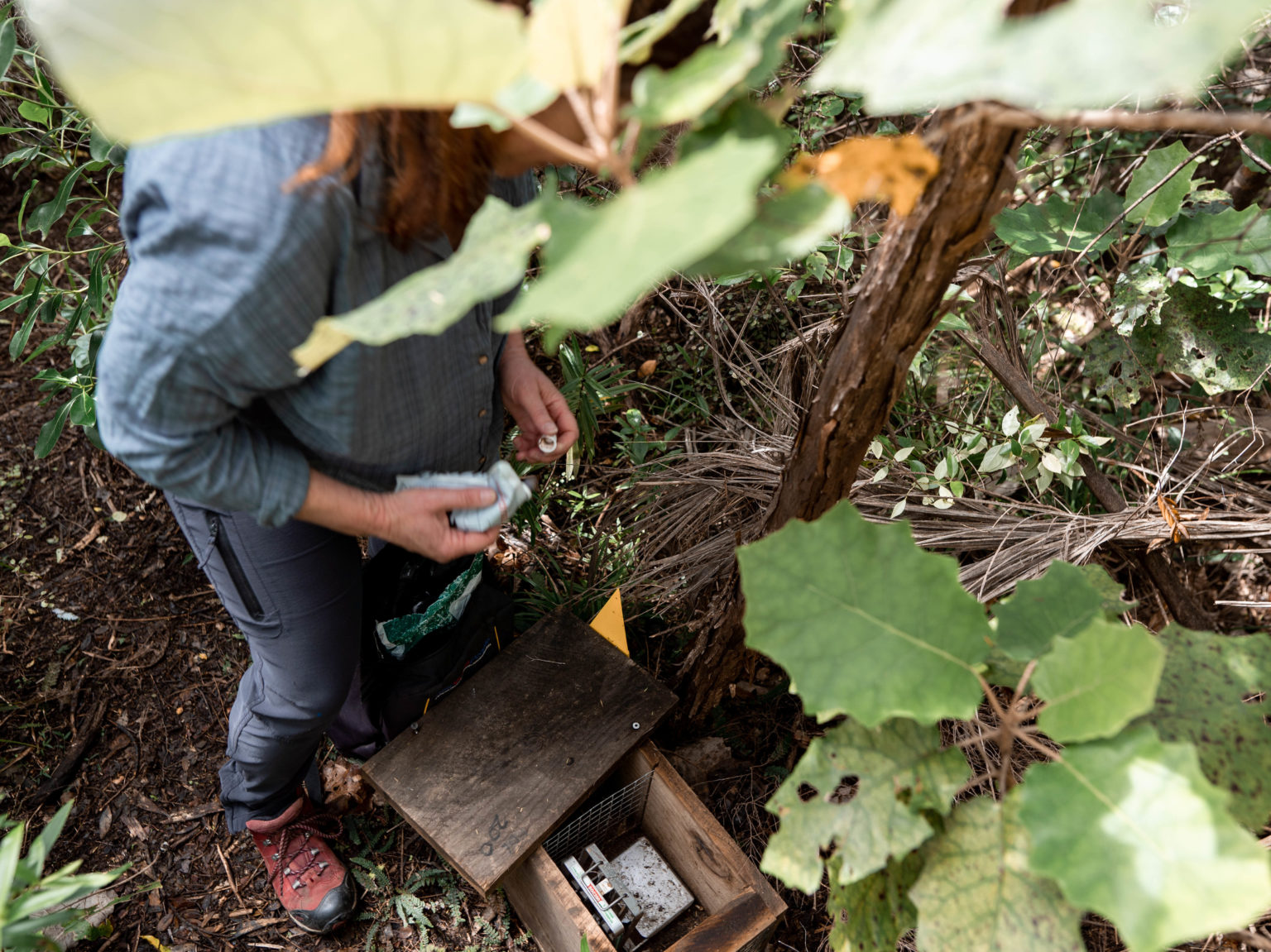 Who invented DOC traps? - Predator Free NZ Trust