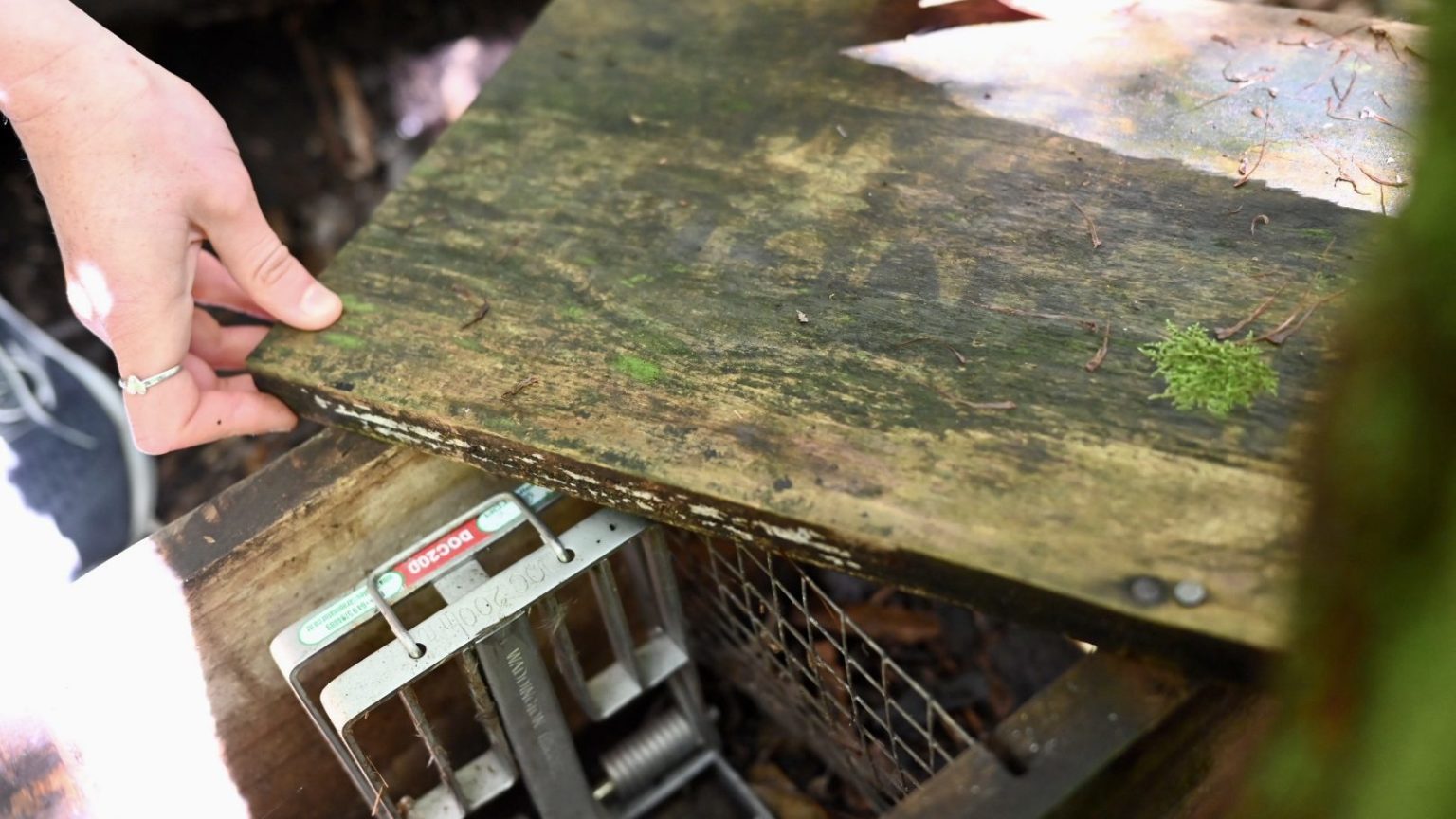 Who invented DOC traps? - Predator Free NZ Trust