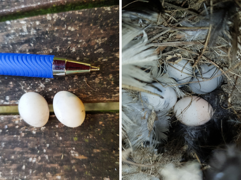 Quiz: Guess the egg… - Predator Free NZ Trust