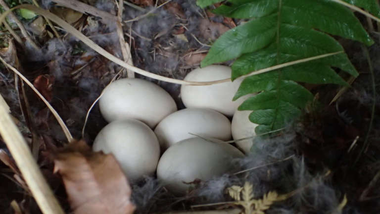 Quiz: Guess the egg… - Predator Free NZ Trust