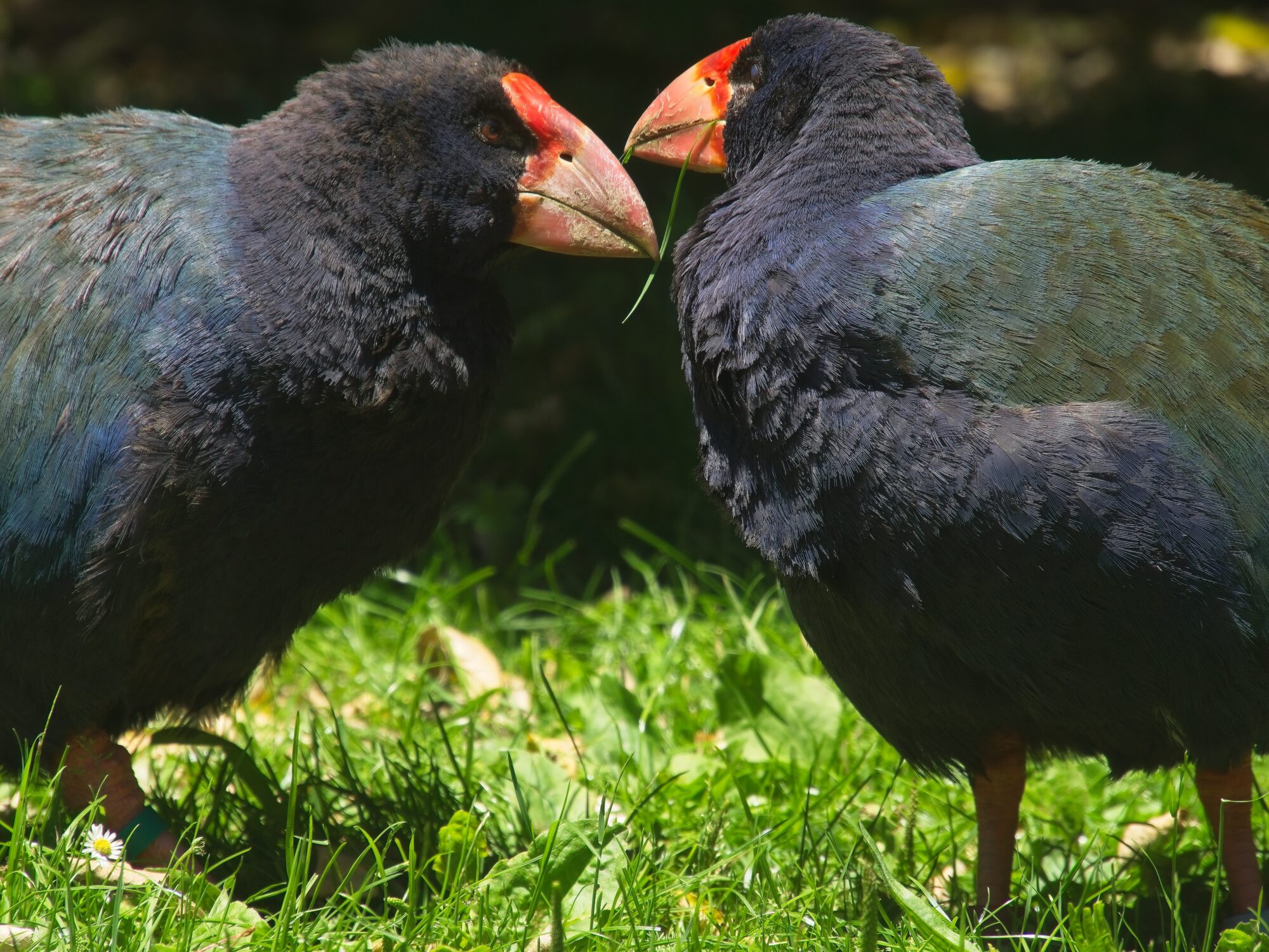 5 life lessons from our takahē - Predator Free NZ Trust