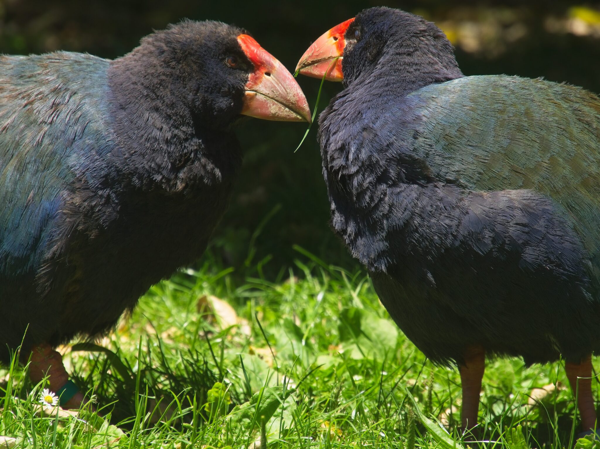 5 life lessons from our takahē - Predator Free NZ Trust