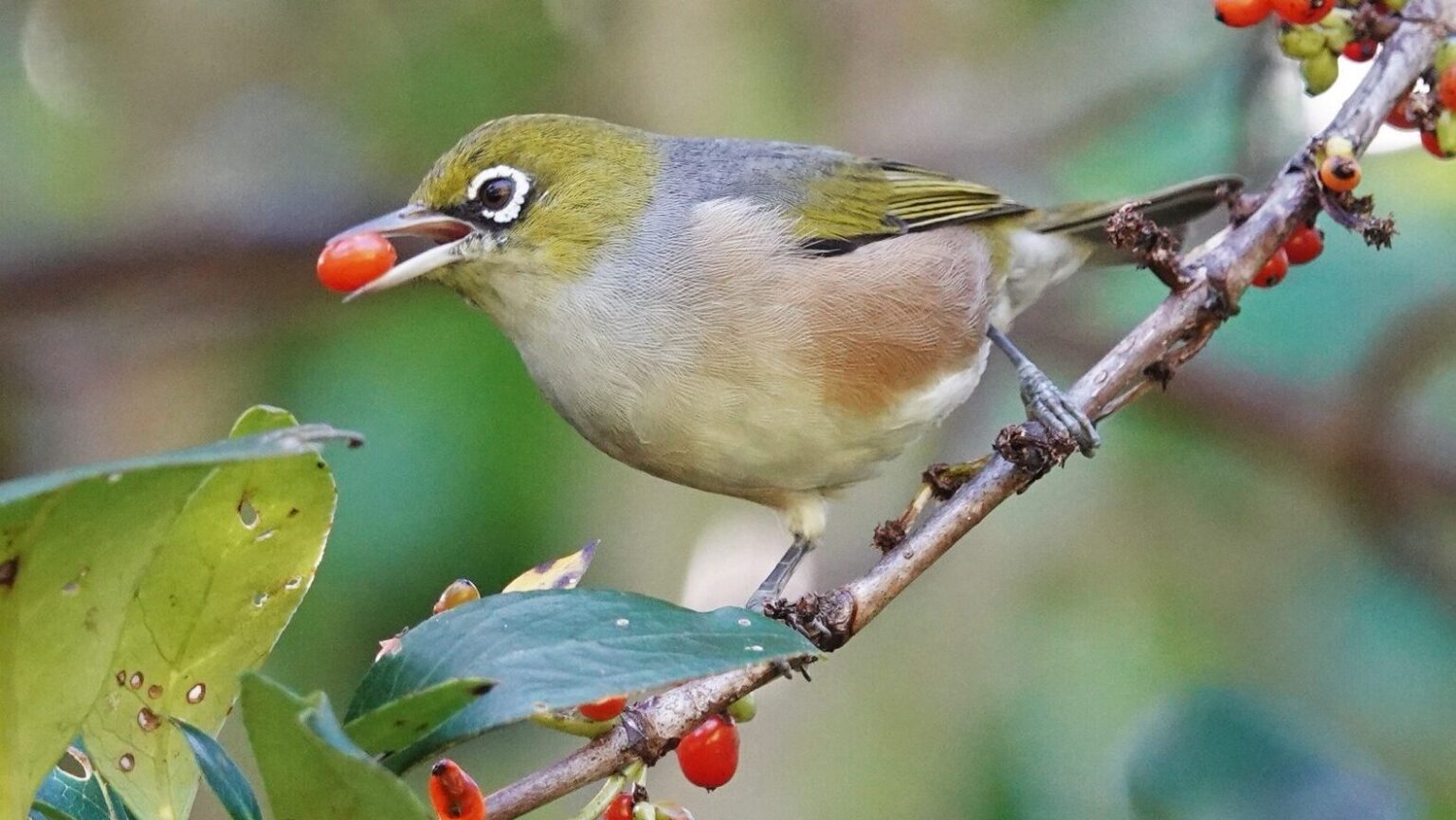 Help not harm: tips to feed birds in your backyard - Predator Free NZ Trust