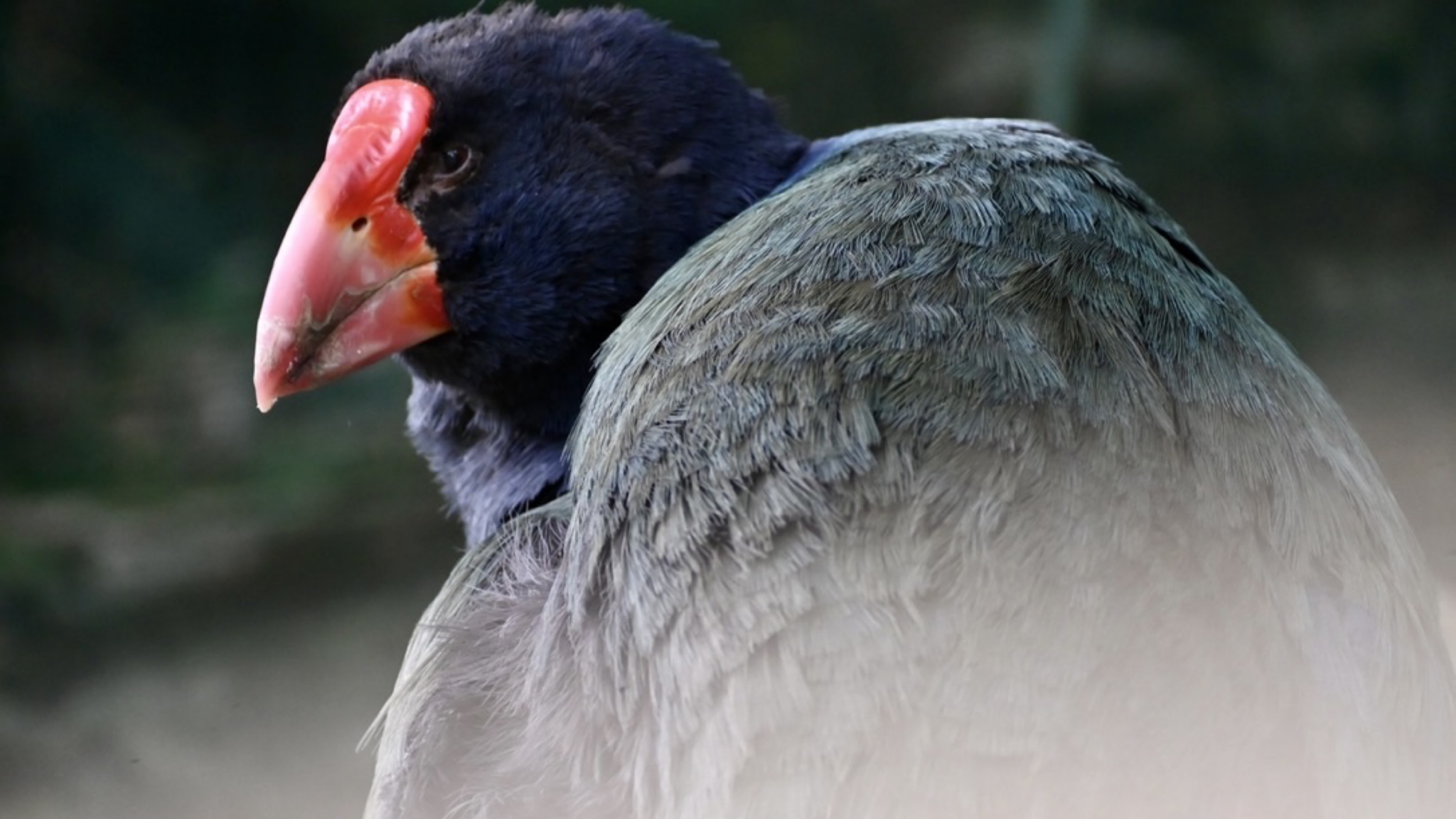 5 life lessons from our takahē - Predator Free NZ Trust