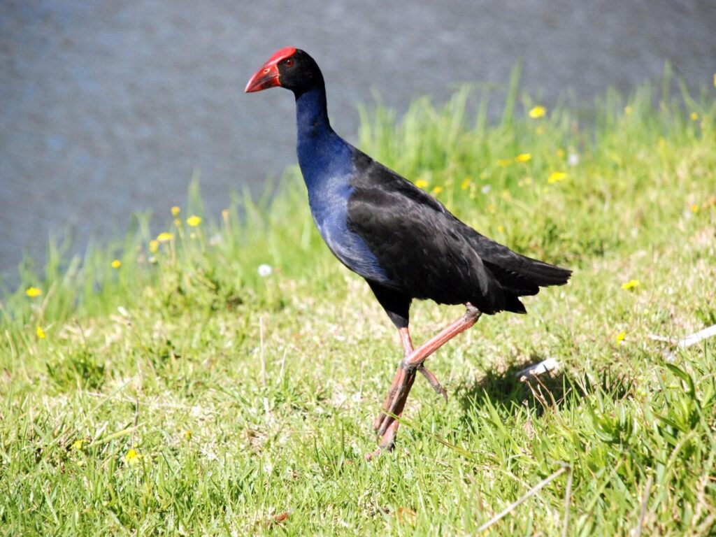 5 life lessons from our takahē - Predator Free NZ Trust