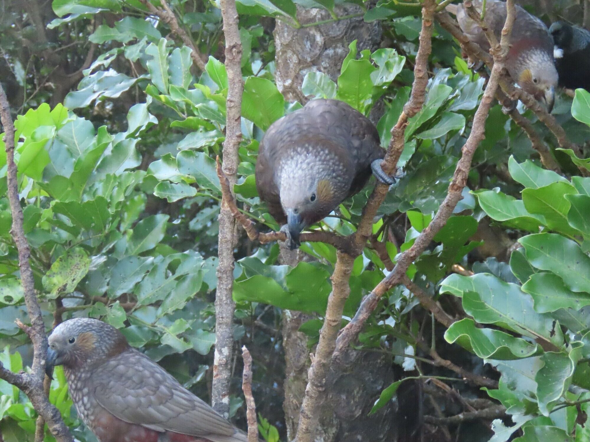 Bird banter: how Predator Free Ngaio grew a thriving community ...