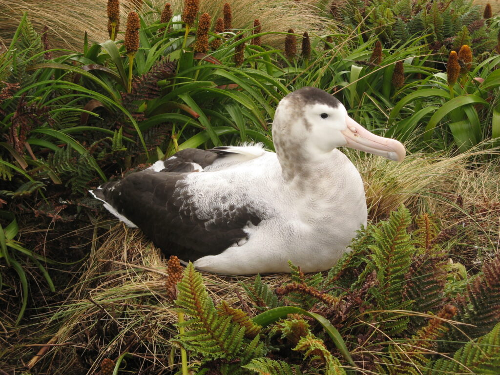 A tour of toroa - Predator Free NZ Trust