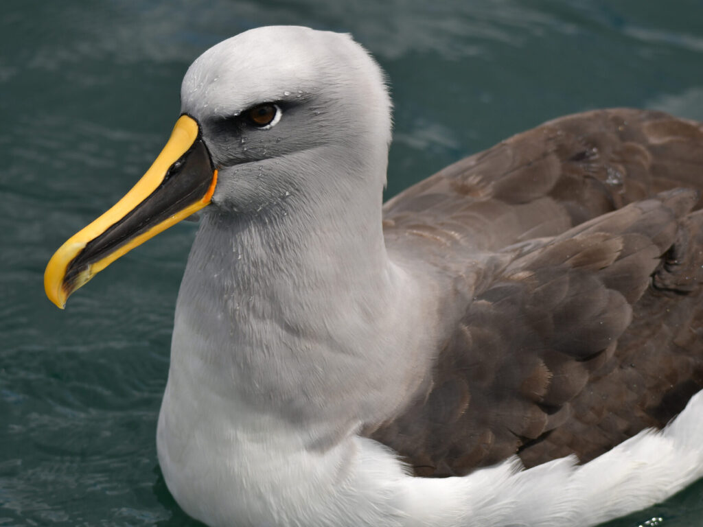 A tour of toroa - Predator Free NZ Trust