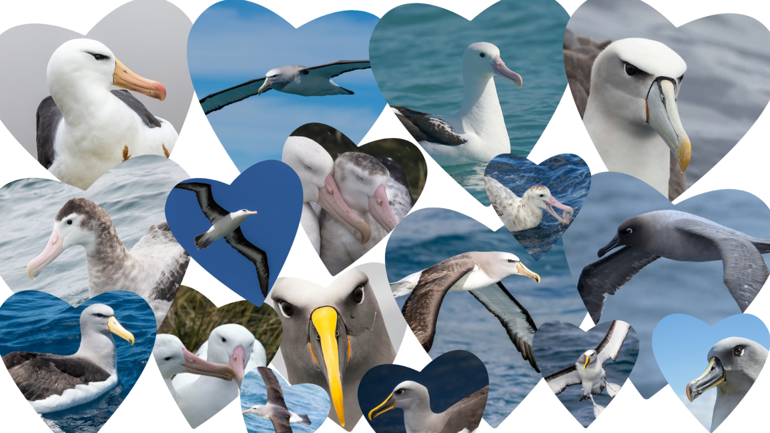 A tour of toroa - Predator Free NZ Trust