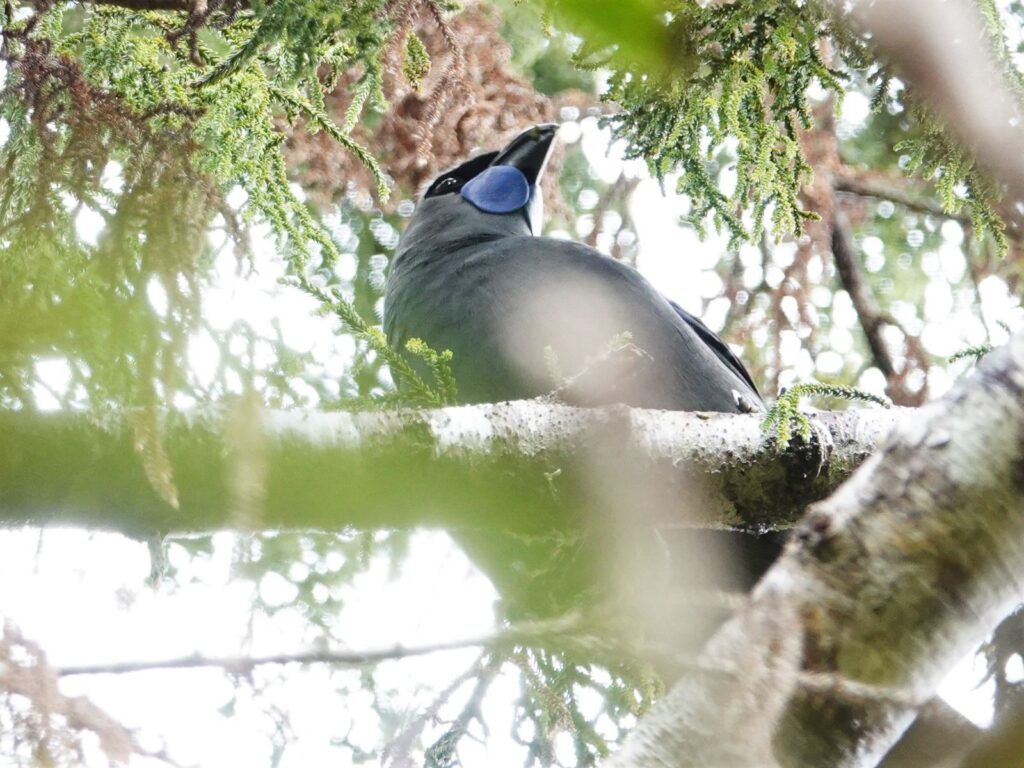 The 3 Ps: creating a thriving ecosystem in West Auckland - Predator ...