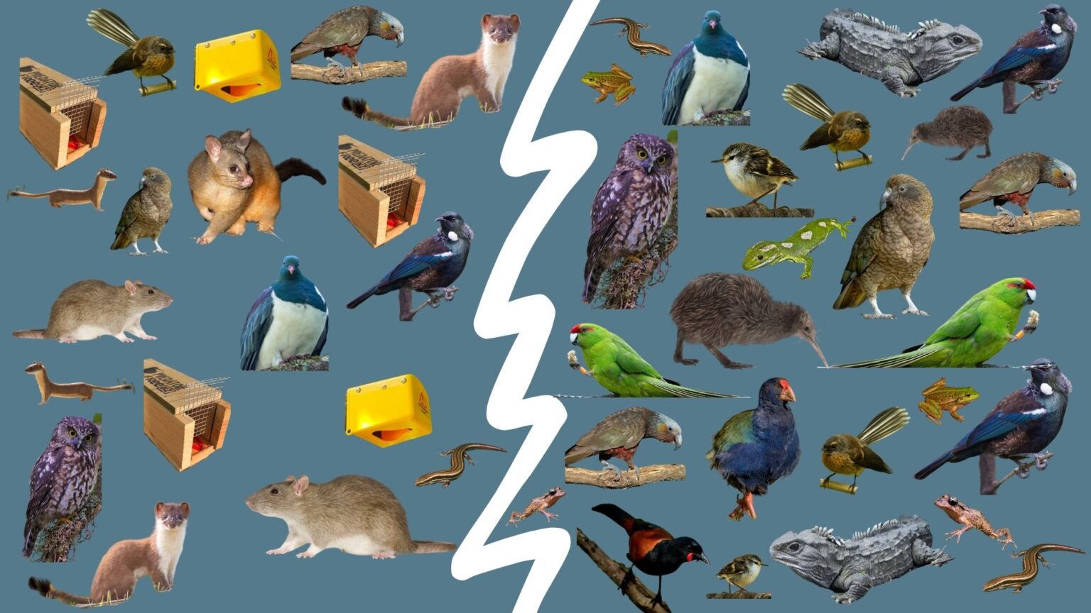 Suppression vs eradication – what’s the difference? - Predator Free NZ ...