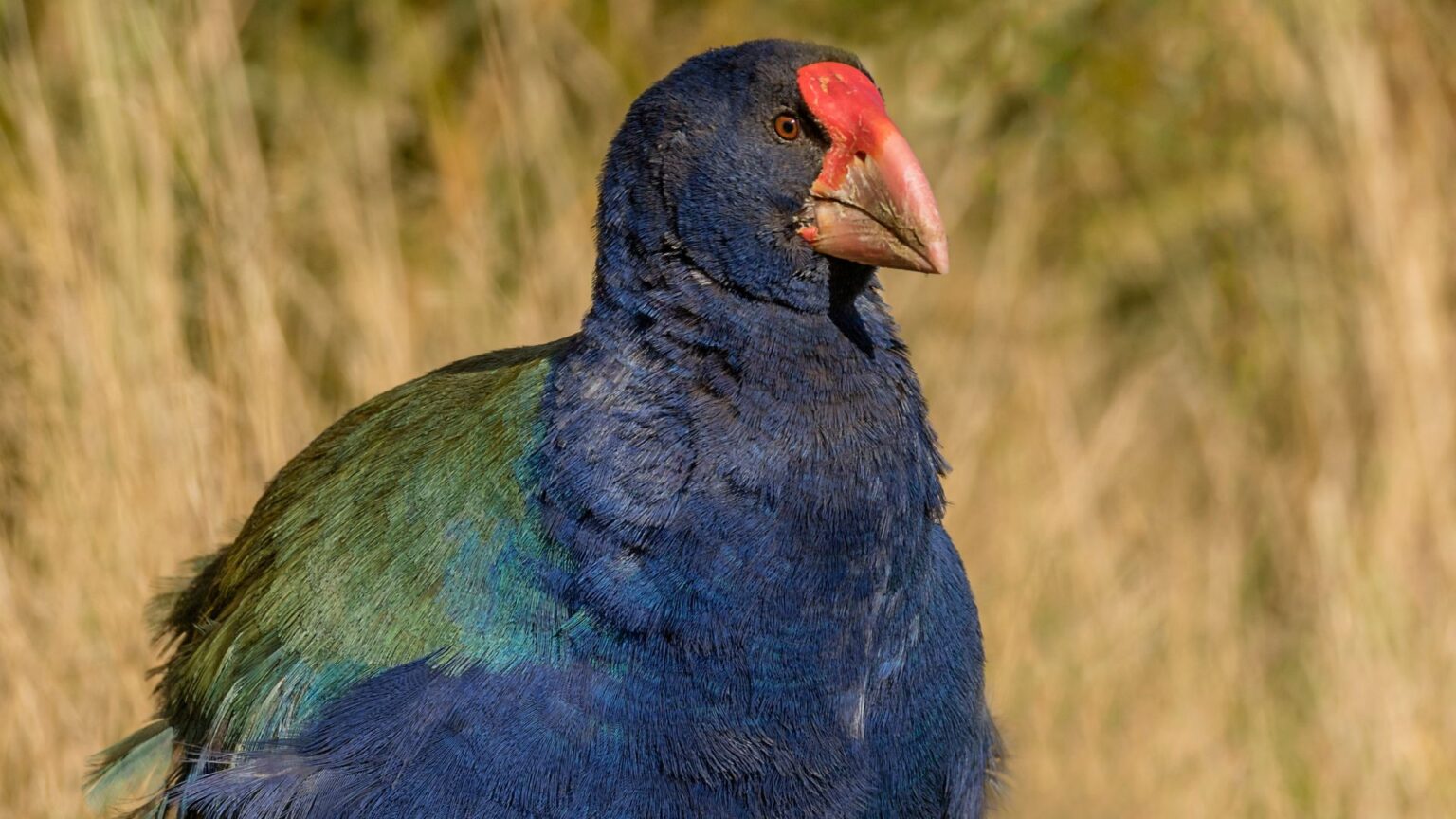 A dreamy new takahē book hits the shelves - Predator Free NZ Trust